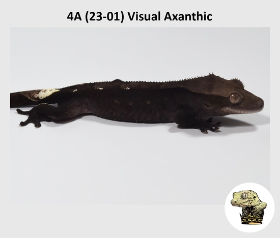 Dark Visiual Axanthic (AE Line) Male Crested Gecko by Troy's Geckos, Inc.