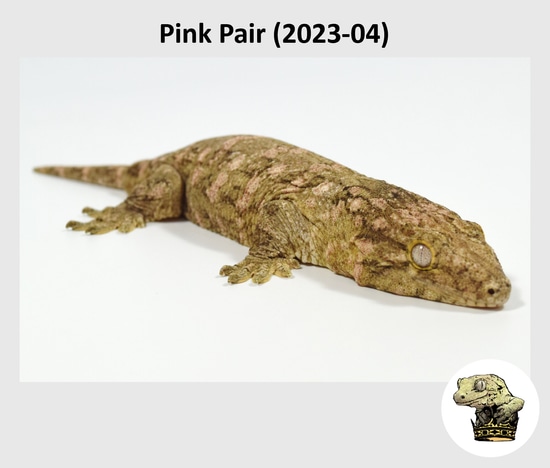 High Pink Color Leachianus Gecko by Troy's Geckos, Inc.