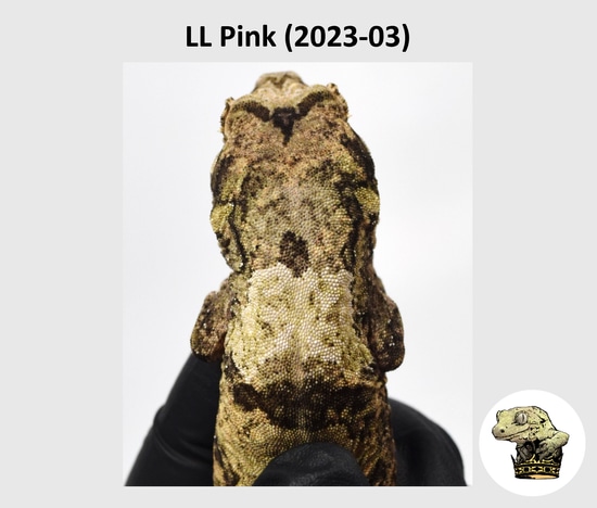 White Collar Pink Line Male [PinkLL (23-03)] Chahoua Gecko by Troy's ...
