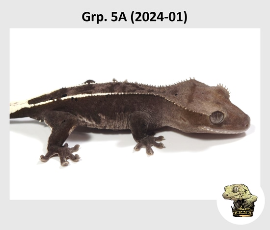 Pinstriped Visual Axanthic Crested Gecko (AE-line) by Troy's Geckos, Inc.