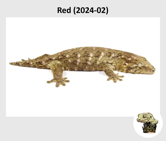 High Color Red Line Leachianus Leachianus Gecko by Troy's Geckos, Inc.