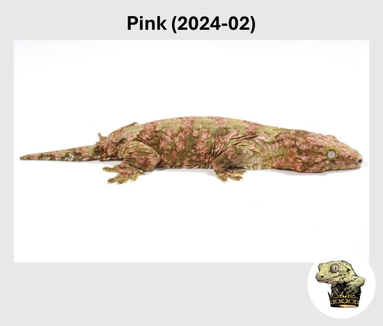 Super High Pink Color Line! Leachianus Gecko by Troy's Geckos, Inc.
