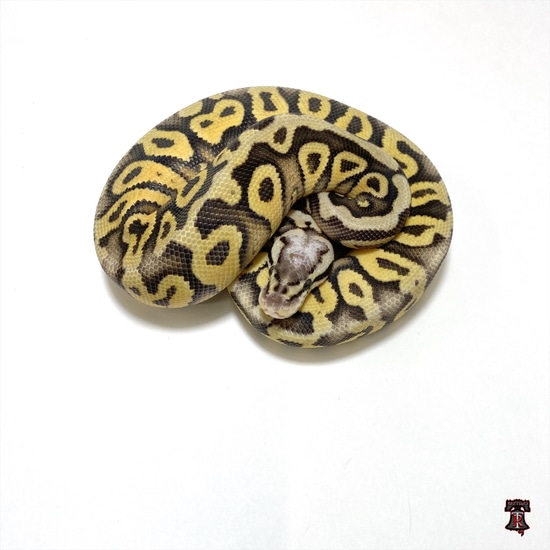 Super Pastel Yellow Belly Het Clown Ball Python by TR Reptiles, LLC