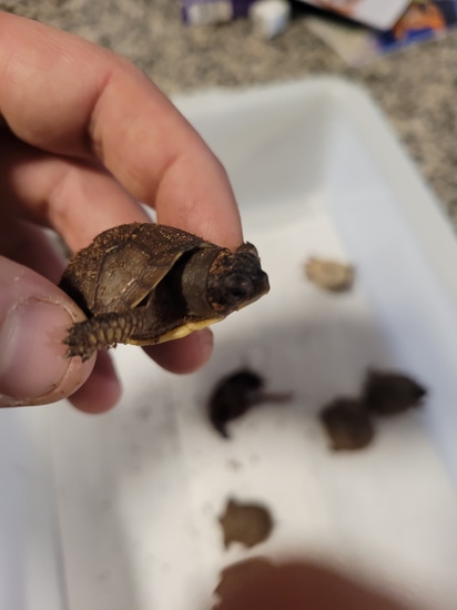 3-Toed Box Turtle Hatchlings by N&S Turtles