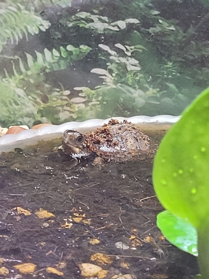 3-Toed Box Turtle Hatchlings by N&S Turtles