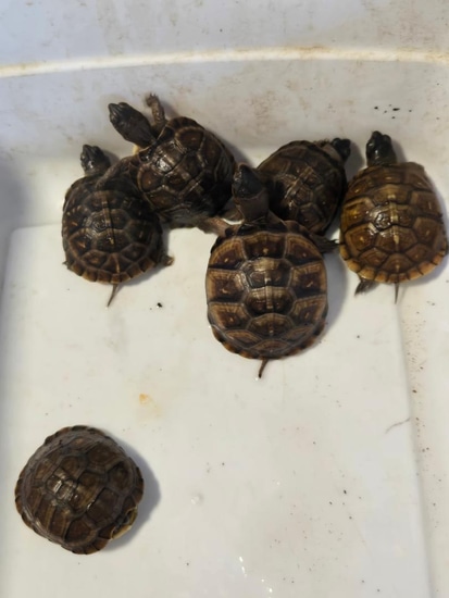 3-Toed Box Turtle Hatchlings by N&S Turtles