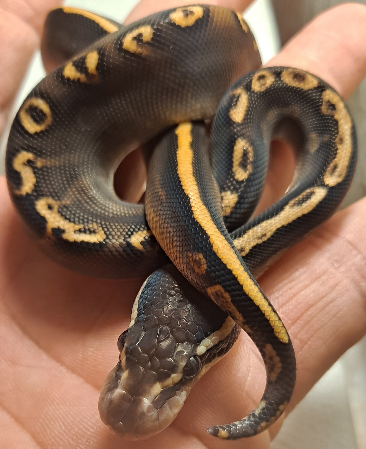 Black Pastel GHI Mojave Spotnose Yellowbelly Ball Python by Cavern City ...