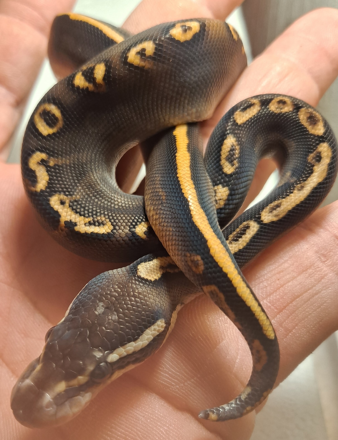 Black Pastel GHI Mojave Yellowbelly Ball Python by Cavern City ...