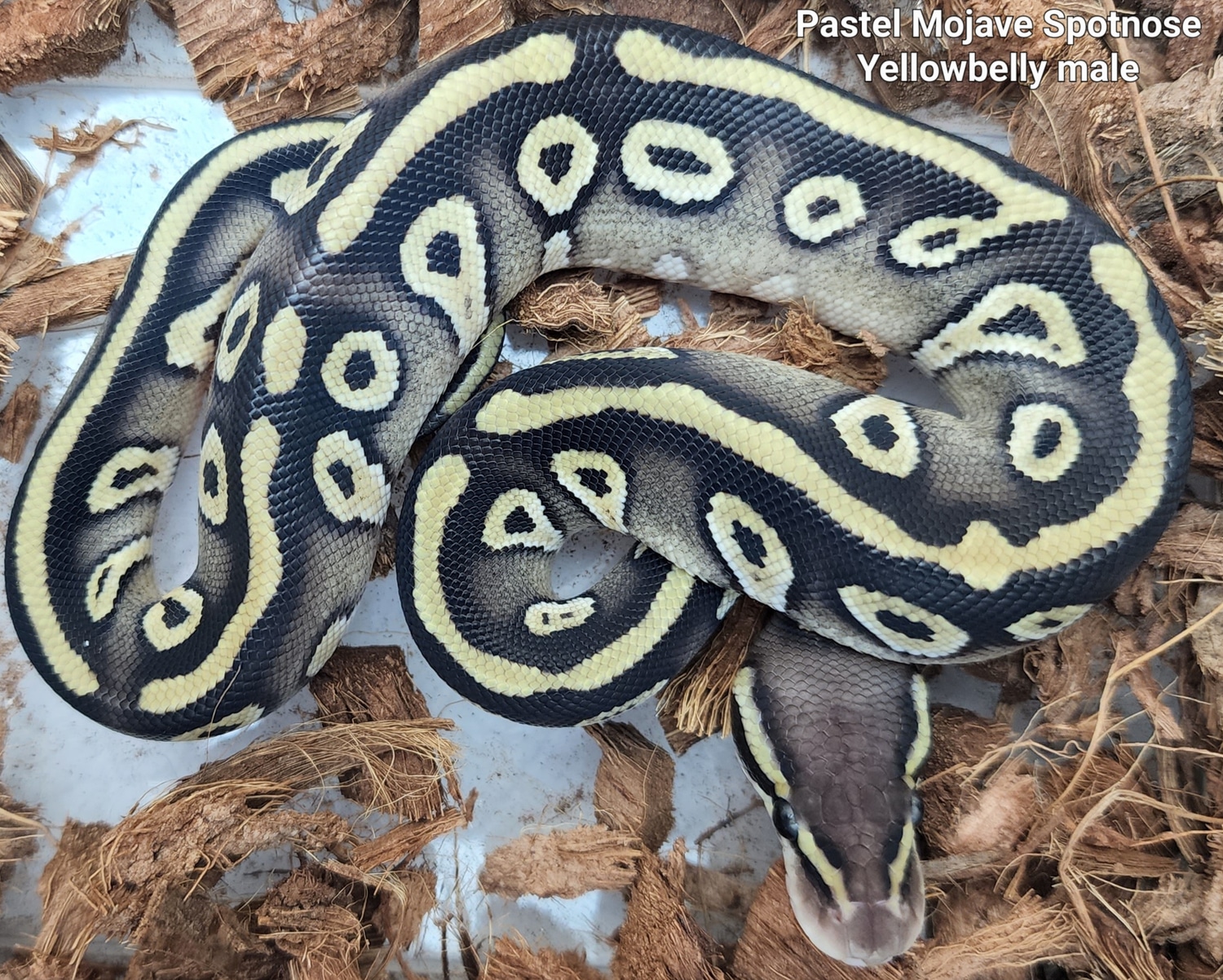 Pastel Mojave Spotnose Yellowbelly Ball Python by Cavern City ...
