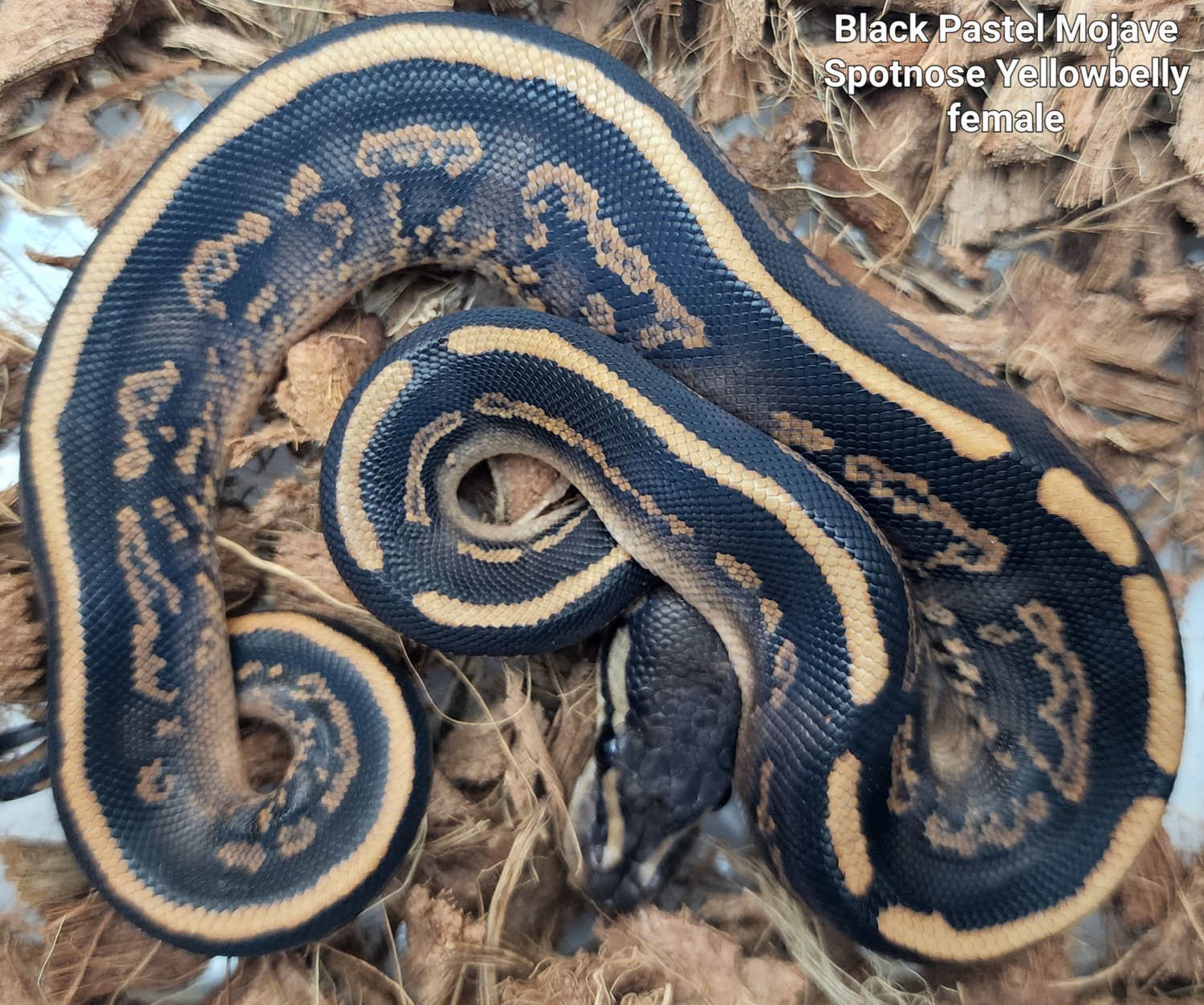 Black Pastel Mojave Spotnose Yellowbelly Ball Python by Cavern City ...