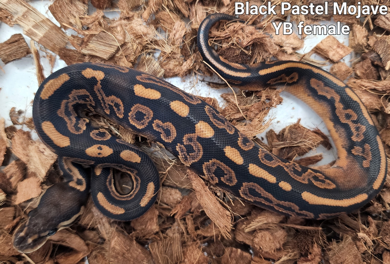 Black Pastel Mojave Yellowbelly Ball Python by Cavern City Constrictors - MorphMarket