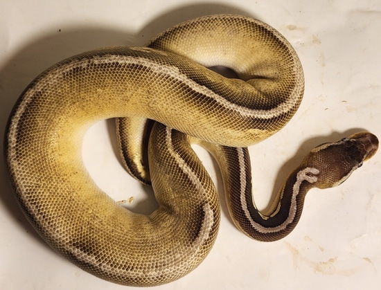 Black Pewter Mojave Spotnose Yellowbelly Ball Python by Cavern City ...