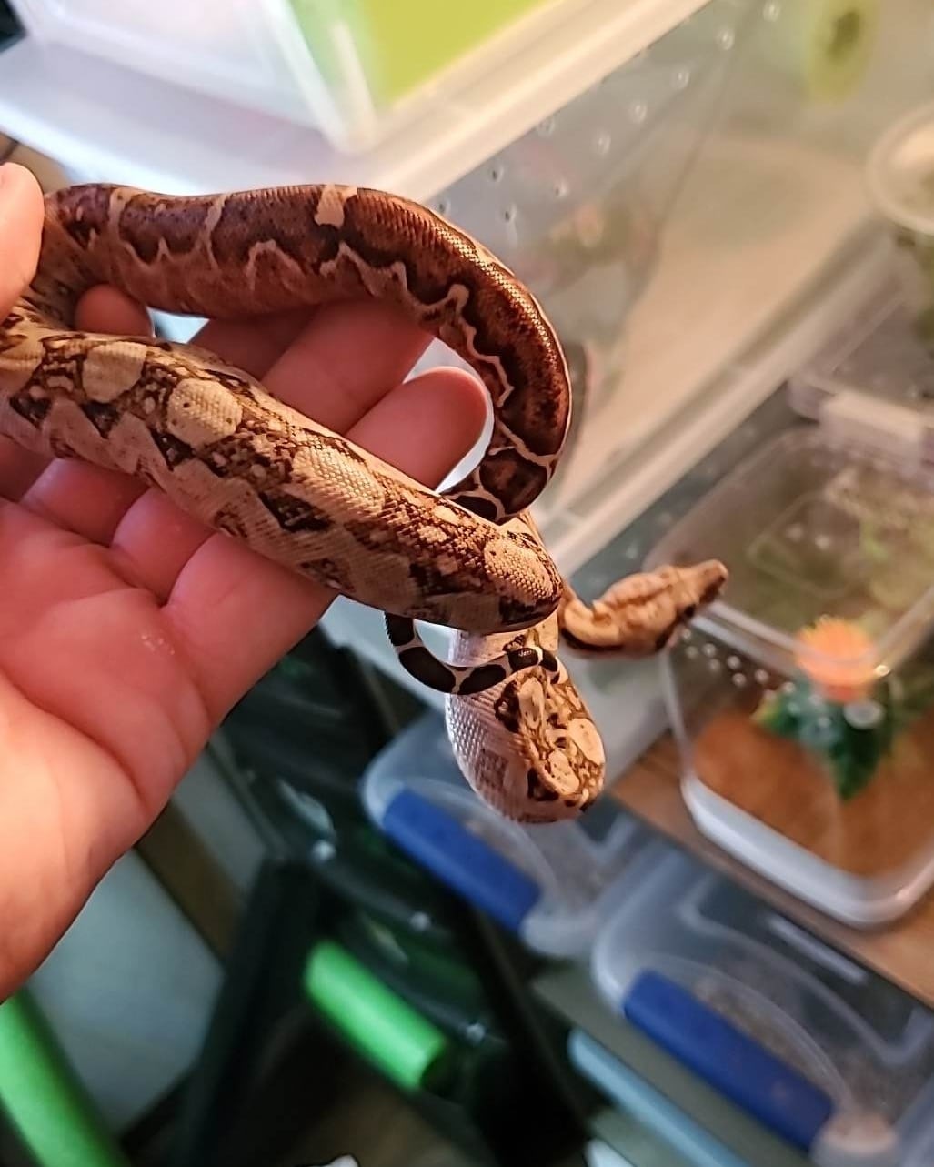 Central American Dwarf Boa Constrictor by NCS Critters - MorphMarket