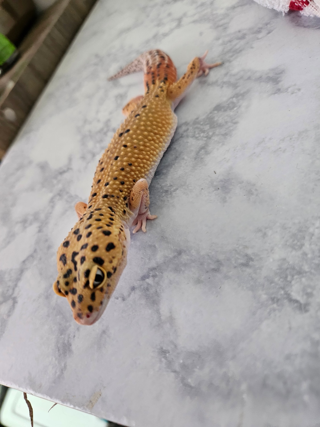 RTB Pure Clown Leopard Gecko by NCS Critters - MorphMarket