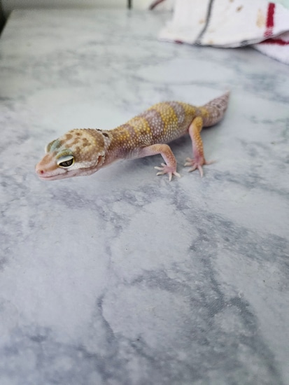 Pastel Mack Snow Poss Bell Leopard Gecko by NCS Critters