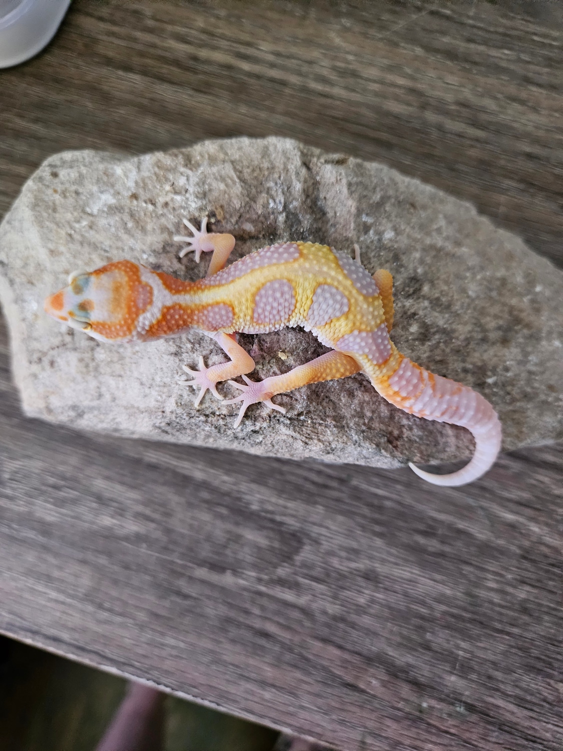 Godzilla Line Super Giant Tremper Poss Clown Leopard Gecko by NCS ...