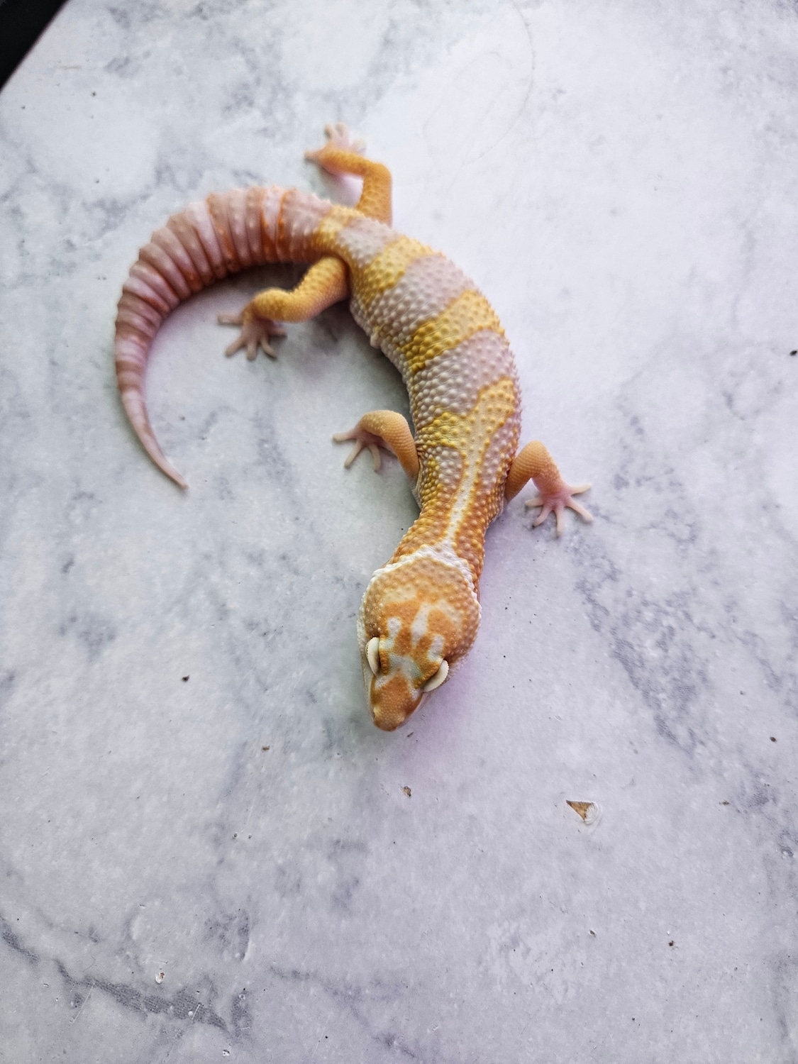 Godzilla Line Super Giant Tremper Poss Clown Leopard Gecko by NCS ...