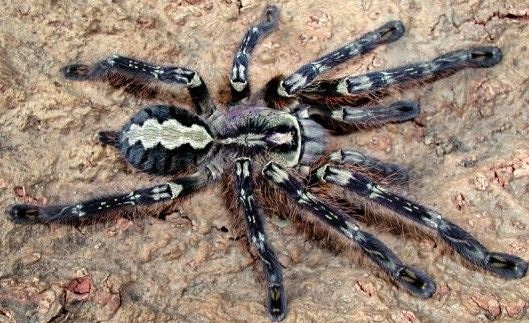 Poecilotheria Vitatta Proven Mature Female (California Sales Only ...