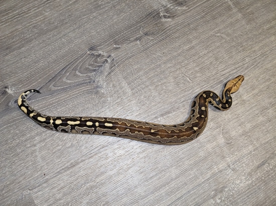 Borneo Blood Pythons Borneo Short-Tailed Python by Truexoticswest