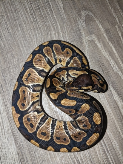 Leopard 50%het Clown Female Ball Python by Truexoticswest