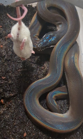 Southern White Lipped Python 🔥No Reserve 🔥 White-Lipped Python by ...