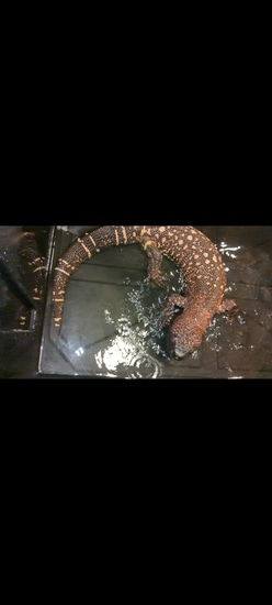 Tame Large Female Beaded Lizard by Truexoticswest