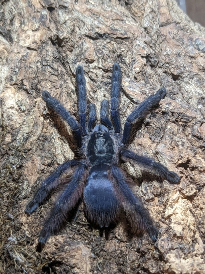 Purple Tree Spider Female Tarantula by Truexoticswest