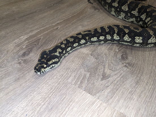 🔥Ultra Tame Proven Female Carpet Python🔥 Jungle Carpet Python by ...