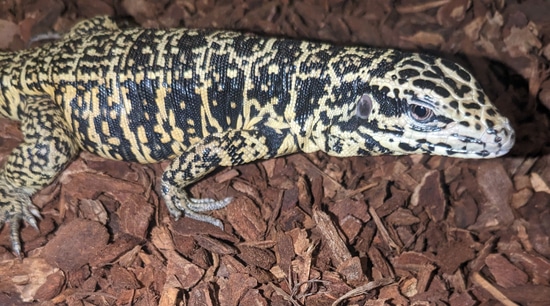 Tame Golden Tegu Columbian Tegus by Truexoticswest