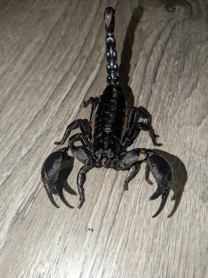 Congo Emperor Scorpion by Truexoticswest