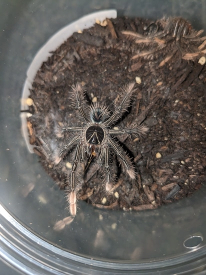 Pink Foot Goliath Tarantula by Truexoticswest