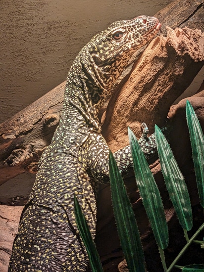 Blue Tail Monitor Mature Female Other Monitor by Truexoticswest