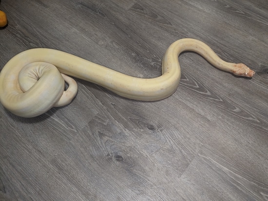 Ultra Tame 8 Foot Khal Albino Female Ready To Breed. Boa Constrictor by ...