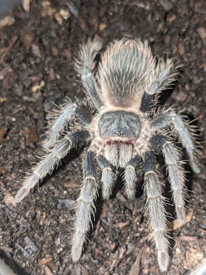 Female Salmon Pink Birdeater Tarantula by Truexoticswest