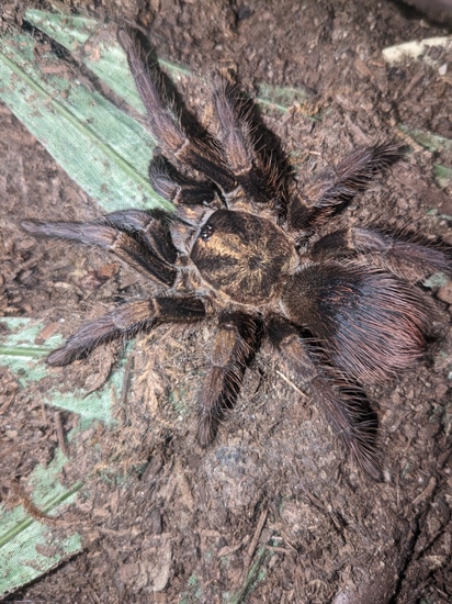 Latge Female Cuban Bronze Tarantula by Truexoticswest