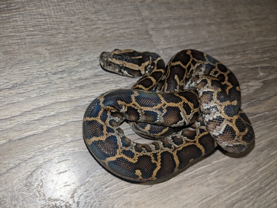 Small Tame Beautiful Burmese Python by Truexoticswest