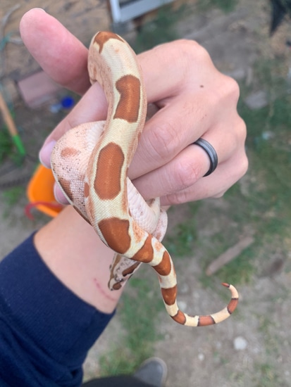 Jungle Paraglow Boa Constrictor by Khanh Nguyen Reptiles