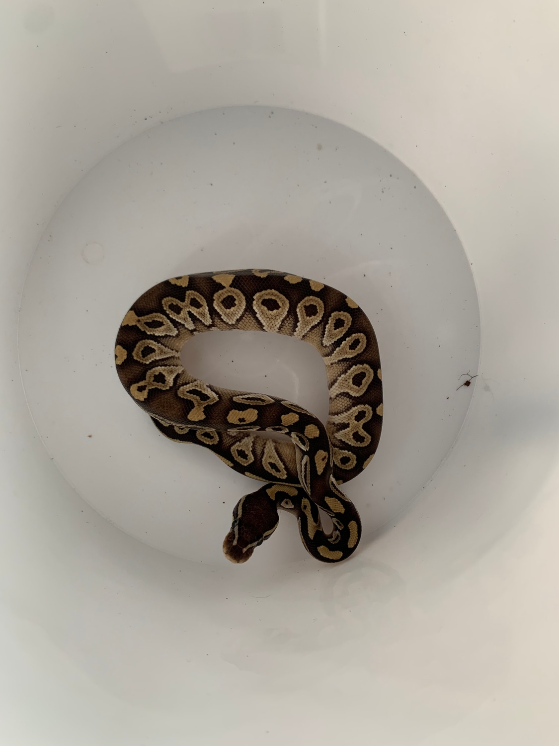 Mojave Het VPI Axanthic 50% Het Monsoon Ball Python by Khanh Nguyen ...