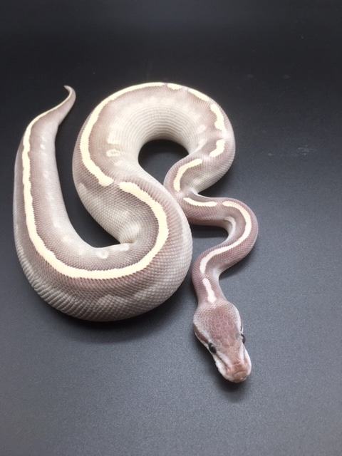 Super Phantom Pastel Ball Python by BJ reptiles - MorphMarket