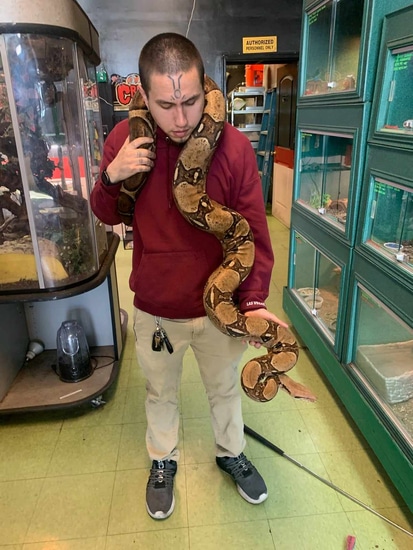 Exceptionally Large, Muscular Boa Boa Constrictor by Erik's Boas & Pythons