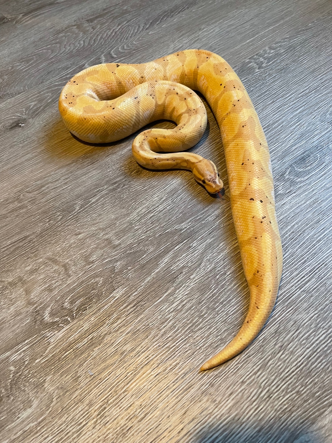 Proven Banana Enchi Het Clown Ball Python by Tru Bred Reptiles ...