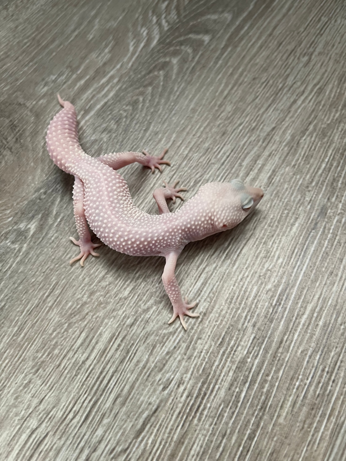 Diablo Blanco Leopard Gecko by Tru Bred Reptiles - MorphMarket