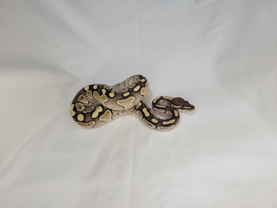 Lesser Lace (Pos YB) Het Clown Ball Python by High Altitude Morphs