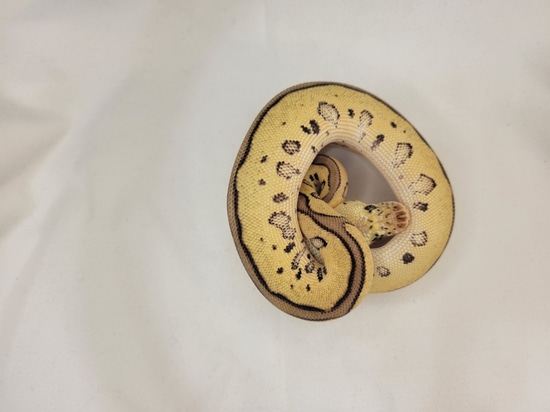 Firefly OD Leo Clown Ball Python by High Altitude Morphs