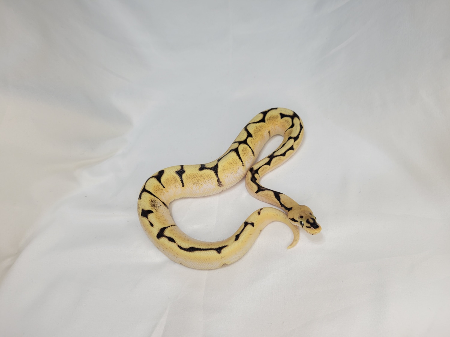OD Spider Leopard Enchi YB DH AX Clown Ball Python by High Altiude ...