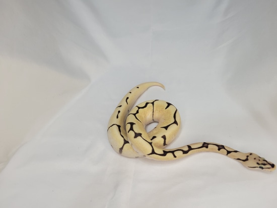 OD YB Fire Enchi Spider Leo DH AX Clown Ball Python by High Altitude Morphs