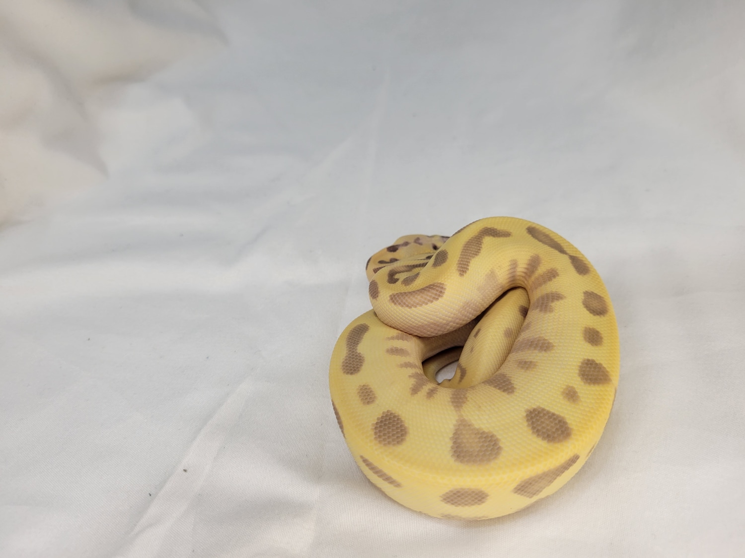 Pastel Fire Vanilla Enchi Leo OD Het Clown Ball Python by High Altiude ...