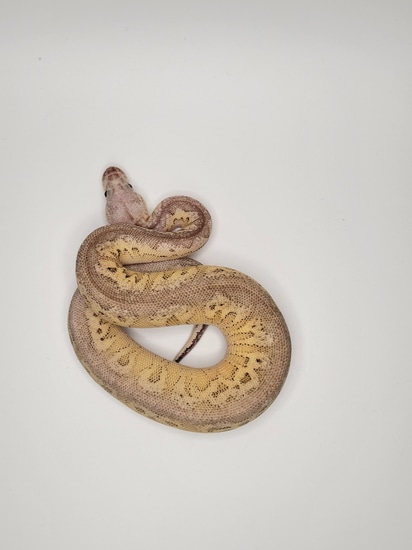 Firefly Black Pastel Clown YB Pos (OD) Ball Python by High Altitude Morphs
