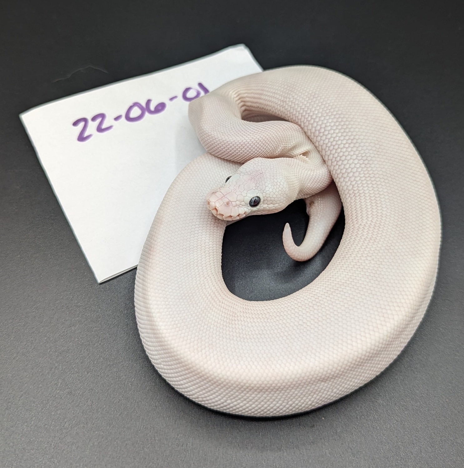 BEL, Russo Lesser Pos Black Pastel Ball Python by Forever Young ...