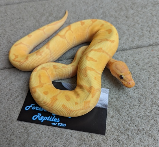Banana Enchi Pinstripe Ball Python by Forever Young Reptiles
